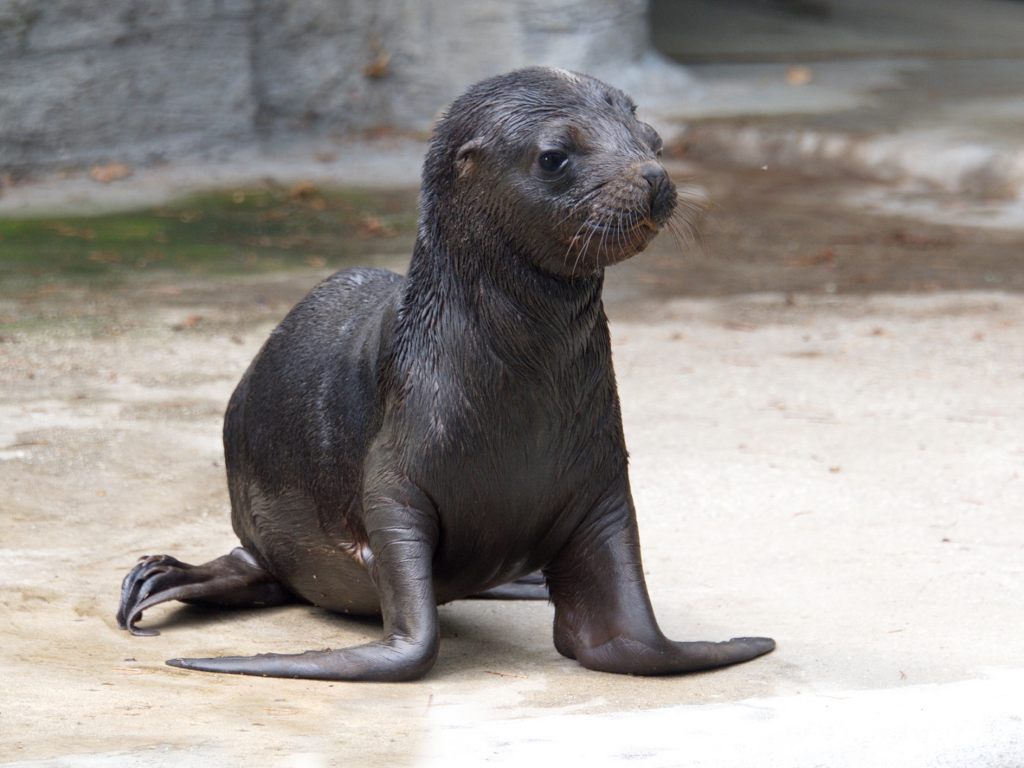 Süßer Robben-Nachwuchs im Wiener Tiergarten Schönbrunn - Vienna Online