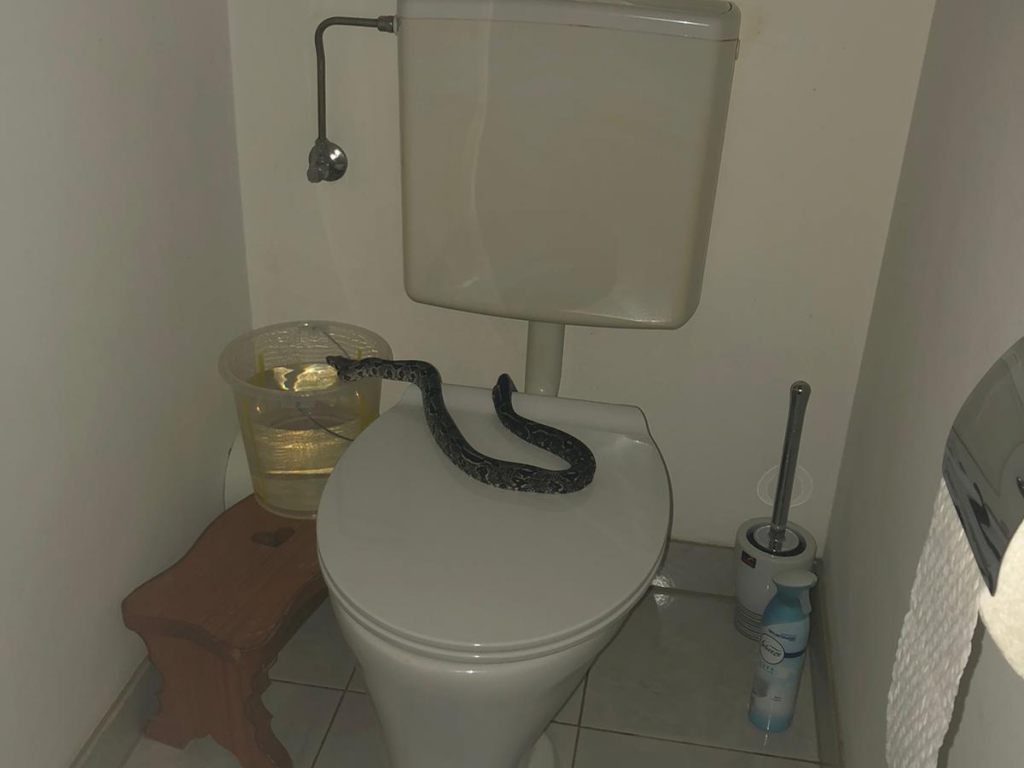 Python in Wohnungs-WC in Wien-Floridsdorf entdeckt - Vienna Online