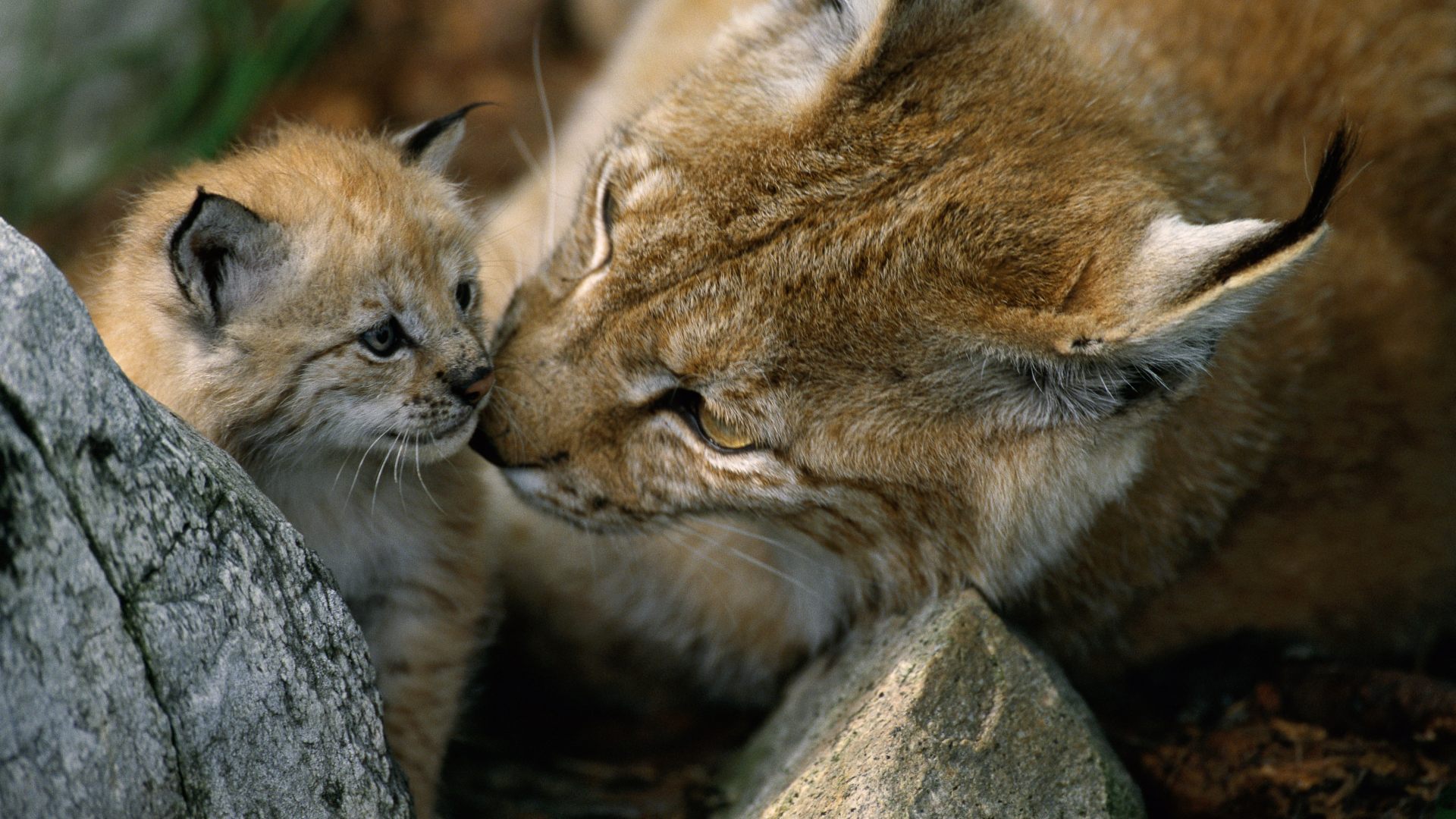 Sorge um Anastasia ‘Katzi’ Sokol - Opernball - VIENNA.AT